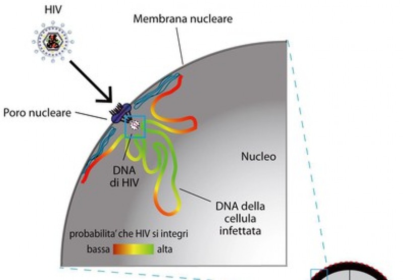 In Italia Scoperta la "Tana" dell'HIV, la Cura per l'AIDS è Più Vicina ...