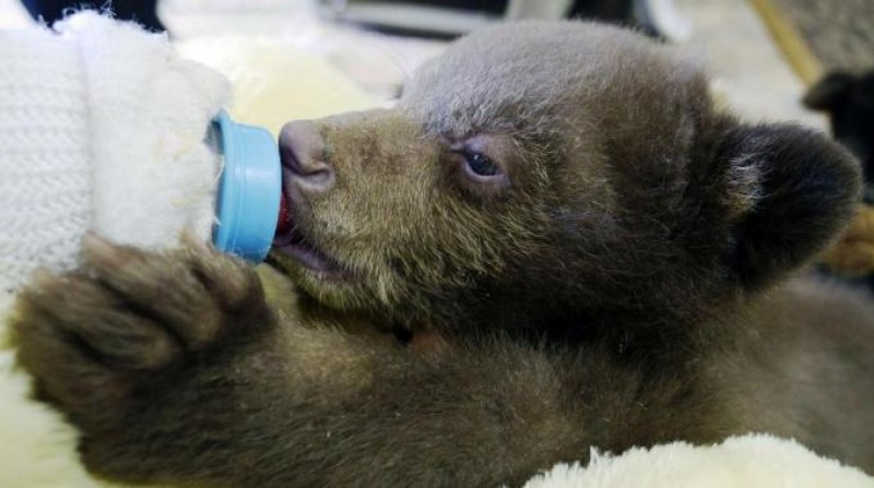 Cucciolo d'orso senza mamma, sta bene ed è cresciuto di 300 grammi ...