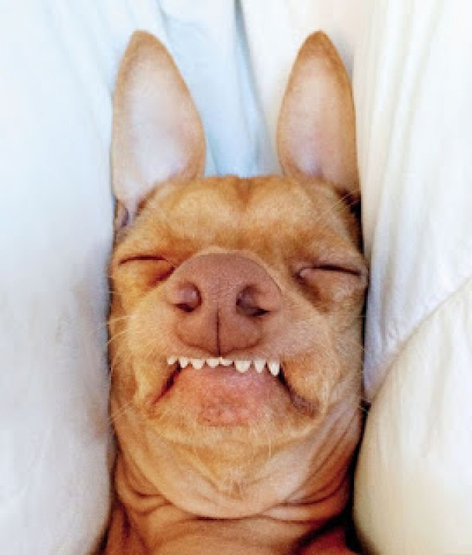 Ecco il Cane "Più Brutto del Mondo!" - Cronaca nazionale - Abruzzo24ore