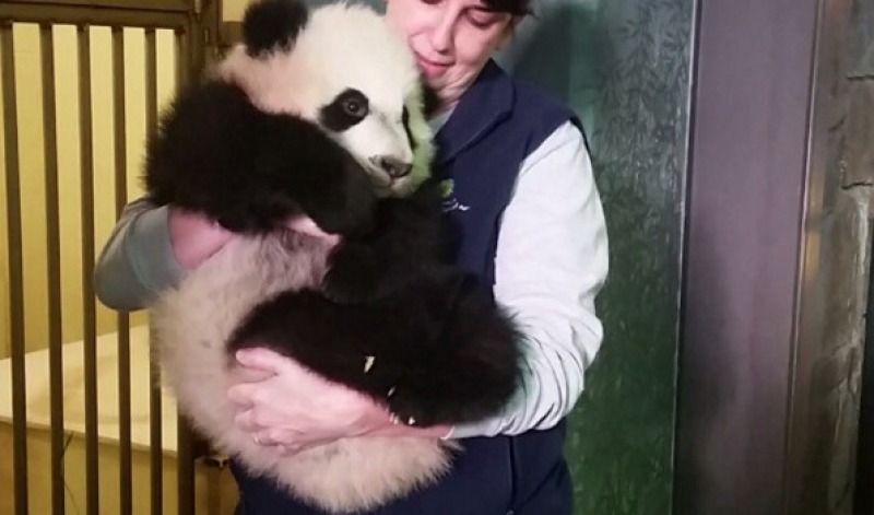 Panda: #BeiBei Debutta a #Zoo #Washington, Lunghe Code. @NationalZoo ...