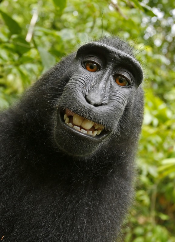#Selfie del #macaco, fotografo vince battaglia legale copyright ...