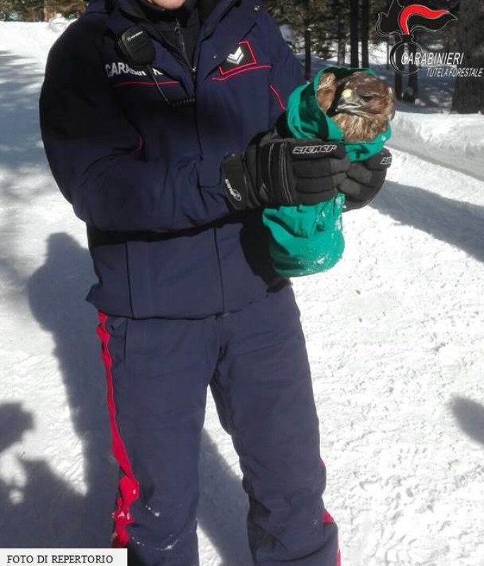 Bracconieri in azione nella Val Fino, Carabinieri forestalidenunciano 3 ...
