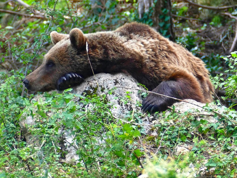 Scopri i Segreti dell'Orso Bruno Marsicano: Sotto le Stelle dell'Orsa ...