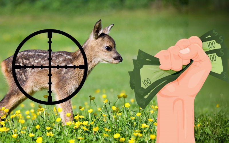 Caccia ai cervi in Abruzzo: reazioni e polemiche dopo la sentenza del ...