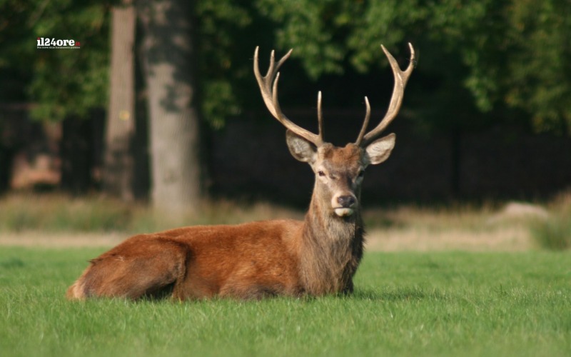 Caccia ai cervi sospesa in Abruzzo: la vittoria degli ambientalisti ...