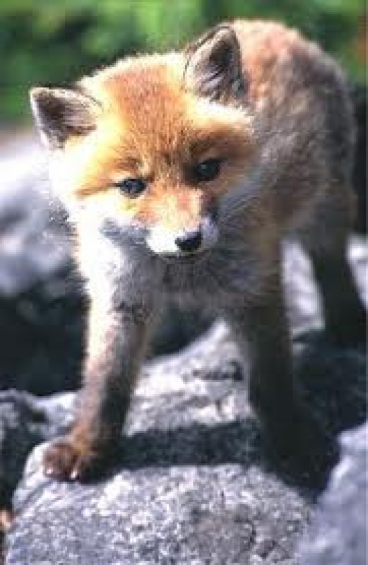 La volpe domestica - Cronaca nazionale - Abruzzo24ore