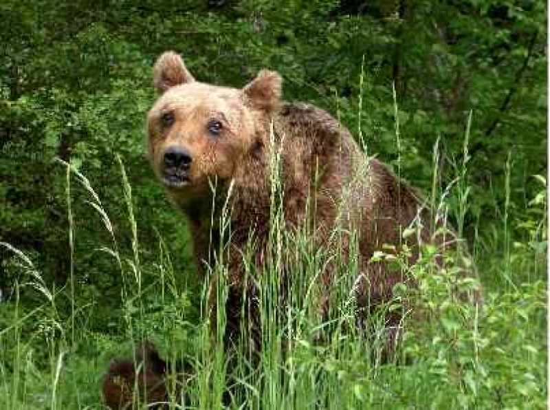 A Villavallelonga si festeggiano i 30 anni dell'orso Sandrino - Cronaca ...